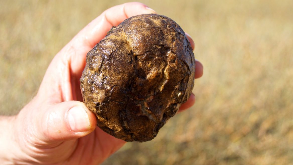 Truffle Farms Could Be Israel’s Next Big Thing - A4BGU