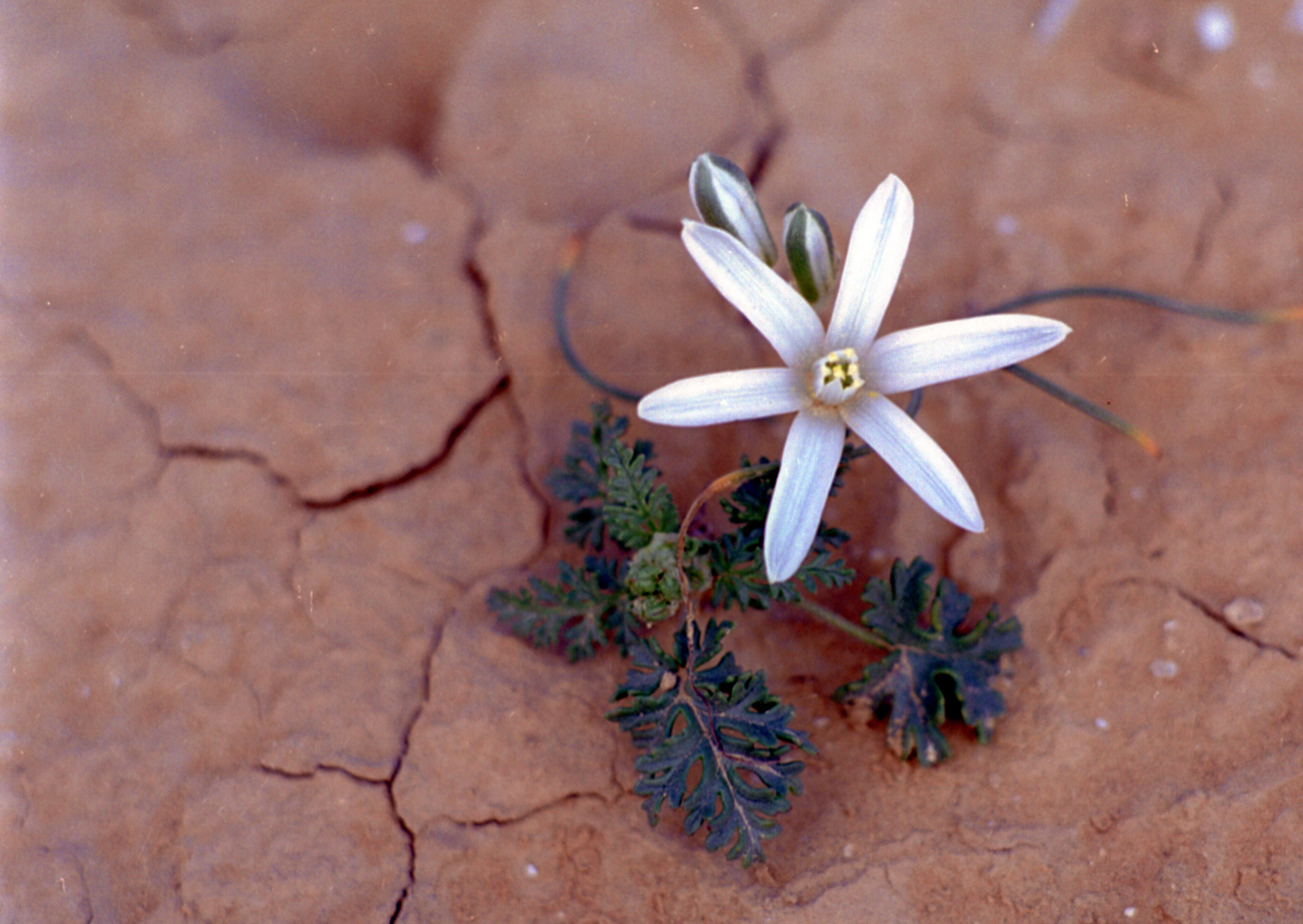 BGU Scientists Offer Climate Change Mitigation Strategy - A4BGU