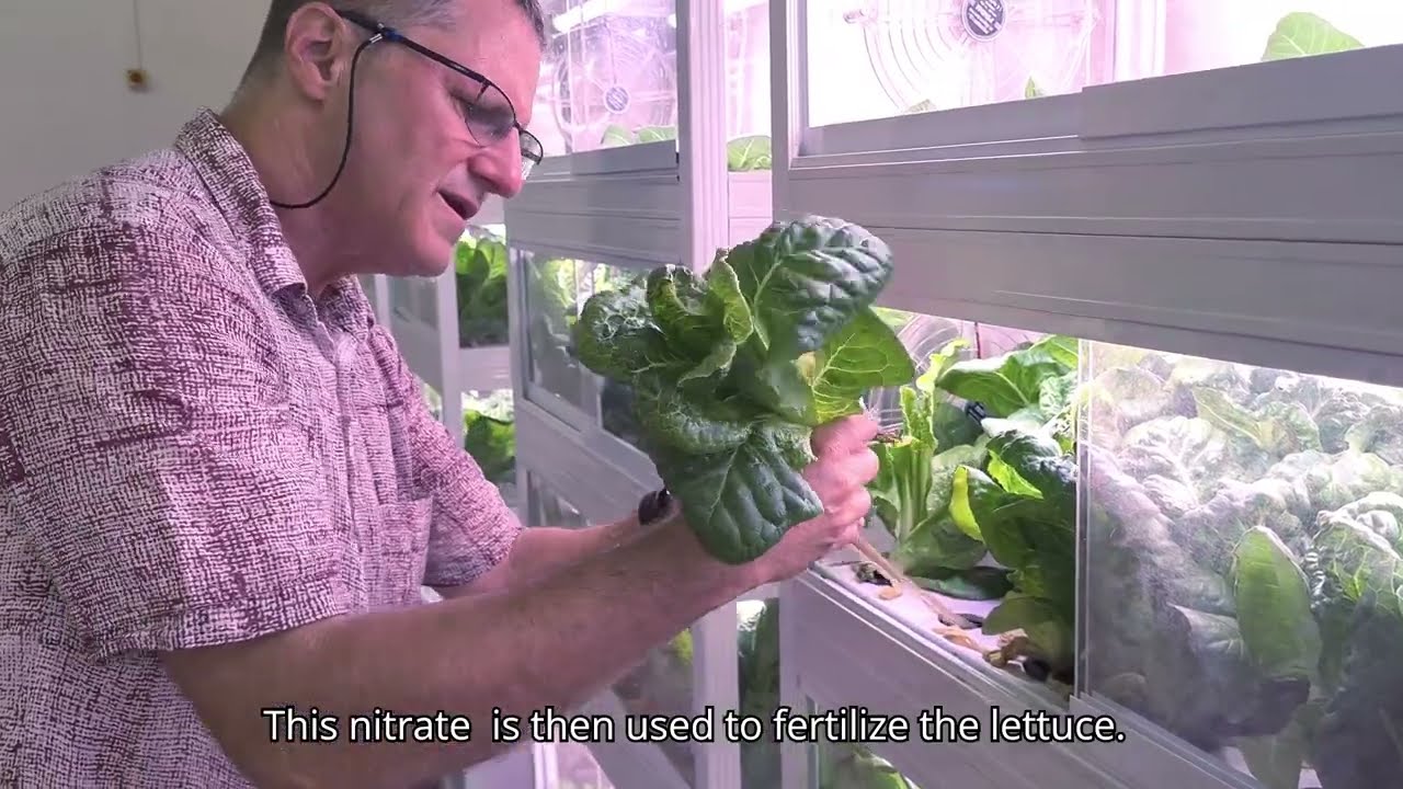 Advanced indoor aquaponic system by Prof. Amit Gross